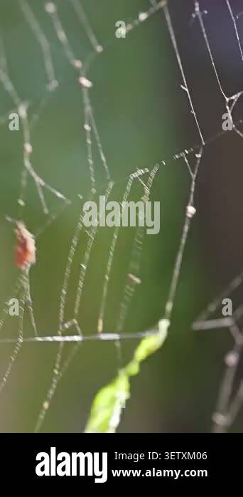 Delicate spider web fills the frame with fine strands sparkling in soft ...