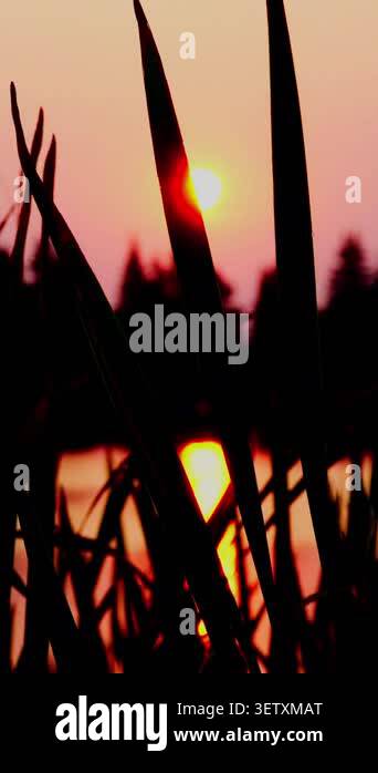 Vertical video capturing a colorful sunset over a large lake in a ...