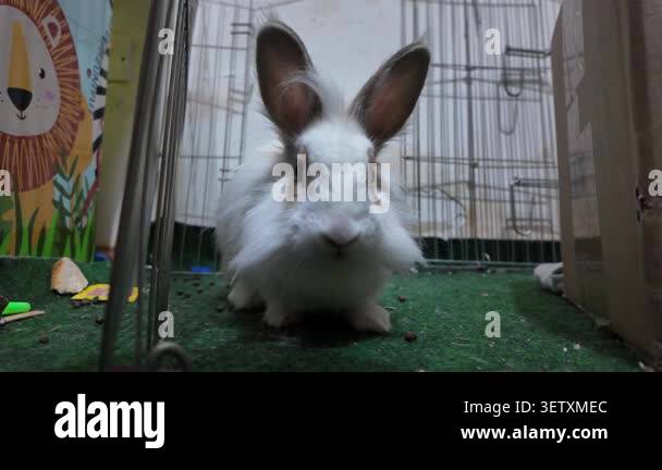 A close up shot of a cute domesticated white hare, also known as a ...