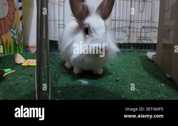 A close-up shot of a small white fluffy rabbit, possibly an Angora ...