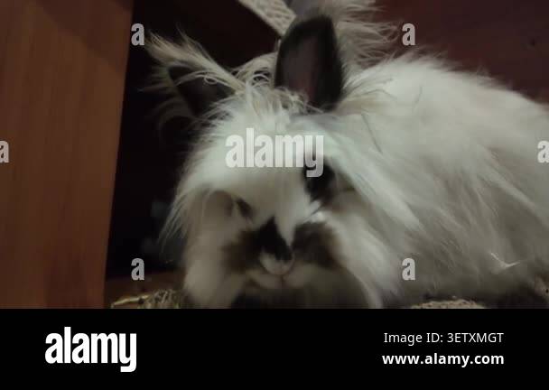 A fluffy Lionhead rabbit Oryctolagus cuniculus with long white fur and ...