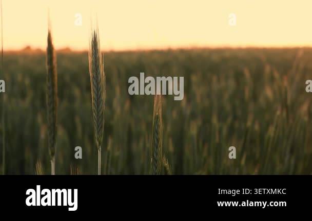 Close up of green wheat ears growing in agricultural field at sunset ...