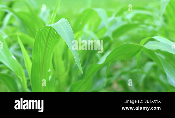 Fresh green corn leaves growing in a farm field, close-up, natural ...