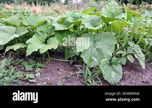 Pumpkin sprouts with large green leaves in the vegetable garden Stock ...