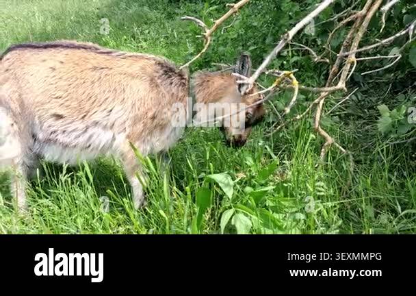 Cute goat grazing on a green lawn.Village scene Stock Video Footage - Alamy