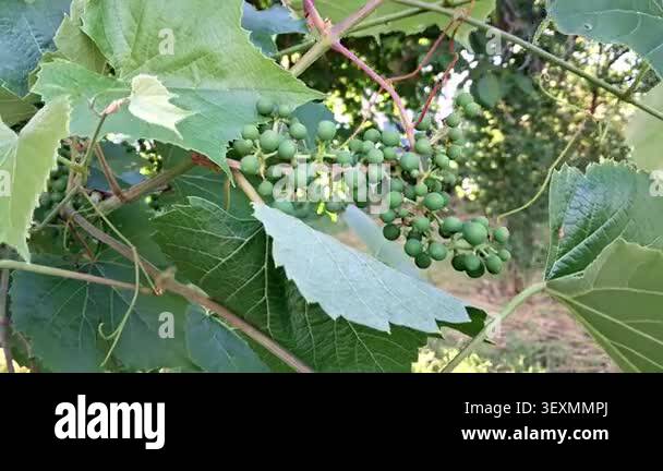 A bunch of green unripe grapes on a branch.Summer fruits in the garden ...