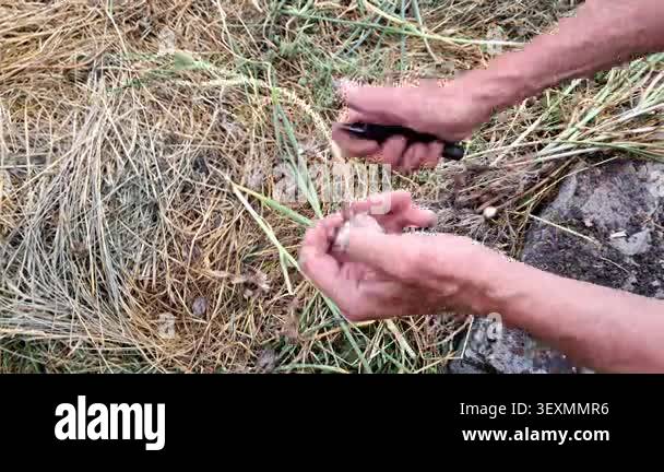 A man peels early garlic.Harvesting garlic in the garden Stock Video ...