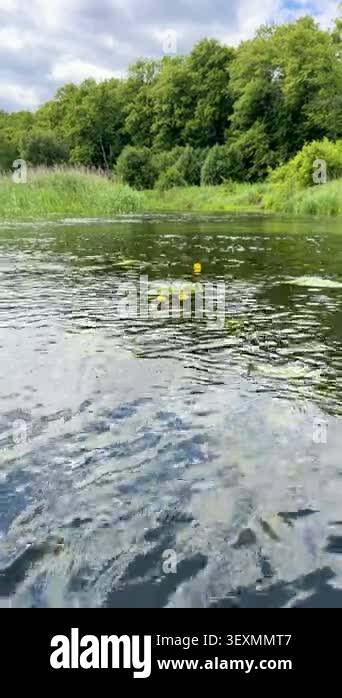 Slow motion yellow water lily floating on calm river surface with ...