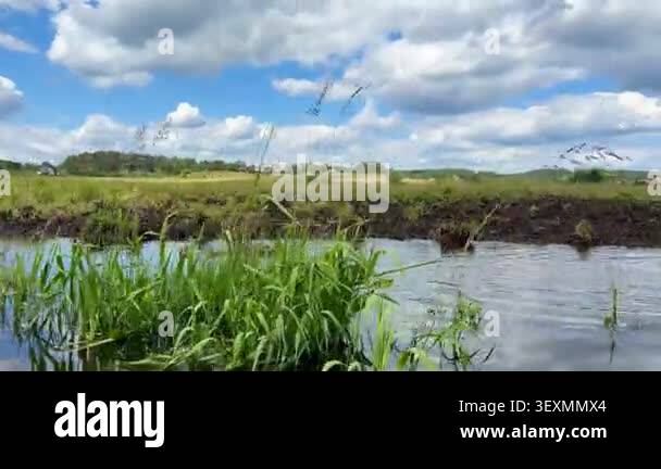 Duck family swimming near grassy riverbank viewed from kayak during ...