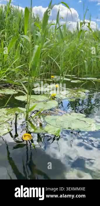 Slow motion yellow water lily floating on calm river surface with ...
