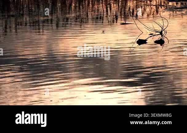 Real Time of Two Tufted Ducks Resting on Golden Water at Sunset in ...