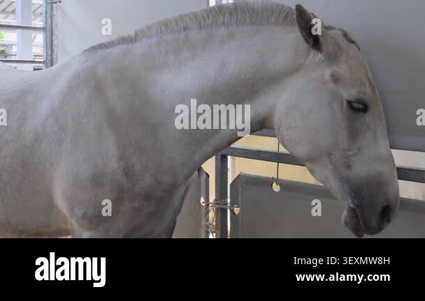 One Big White Racing Horse Without Harness in Stable Stock Video ...