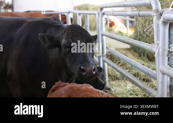 Black and Brown Cows Cattle in Barn at Dairy Farm Stock Video Footage ...