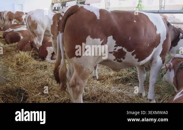 Brown and White Cows in Barn at Cattle Farm Stock Video Footage - Alamy