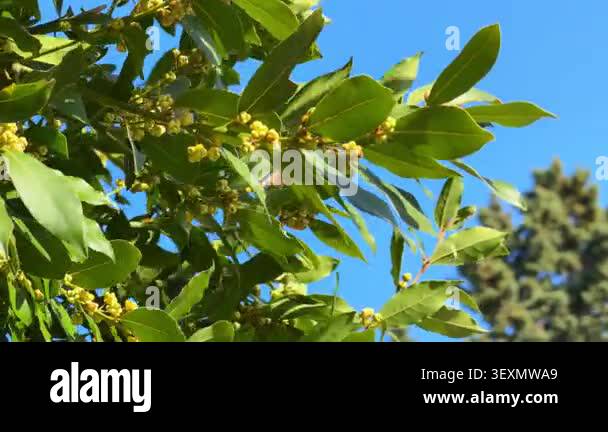 Bay laurel tree branch with glossy green leaf and yellow flower bud ...