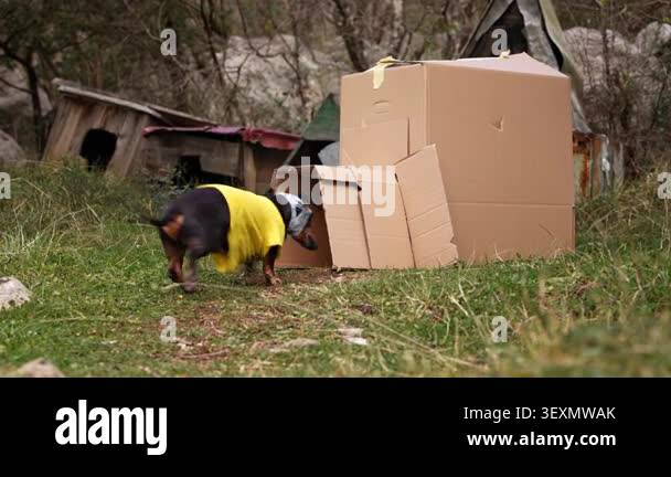 A black and tan dachshund in a yellow shirt sniffs the ground next to a ...