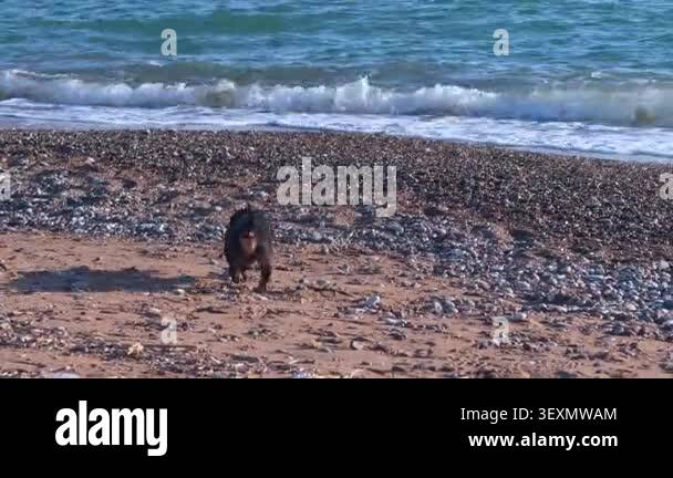 A pebble beach with rolling waves and a small dachshund wandering along ...