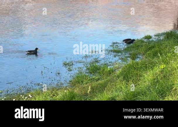 Dark waterbird swimming gracefully across calm lake water with mirror ...