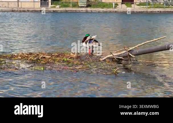 Wild mallard duck resting on a calm lake near fallen tree branch ...