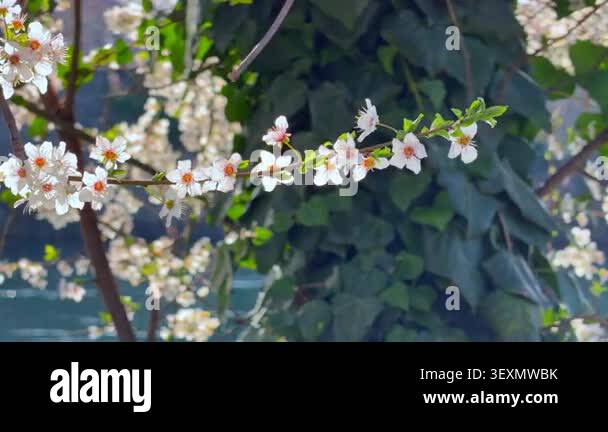 A delicate white cherry blossom flower blooming on a slender branch ...
