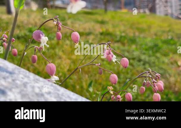 A delicate pink bladder campion flower with rounded bud dangling on ...