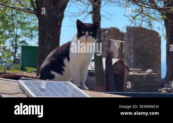 A black and white domestic cat sitting calmly beside a small solar ...