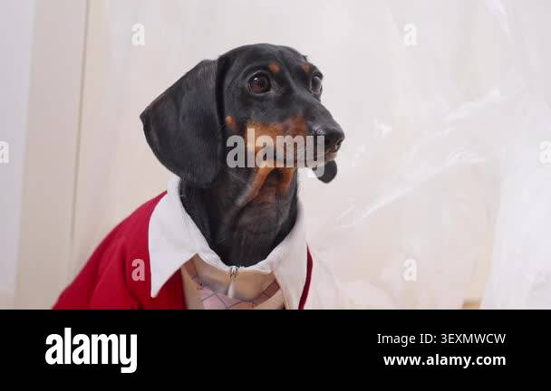 Black and tan dachshund dog dressed in a red jacket with white shirt ...