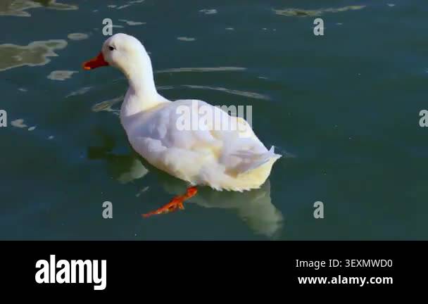 Mallard duck with glossy green head swimming on calm lake water beside ...