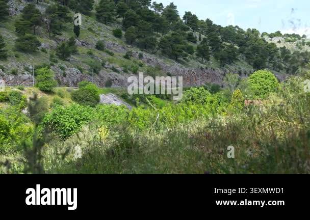 Green rocky Mediterranean hillside covered with shrub and wild ...