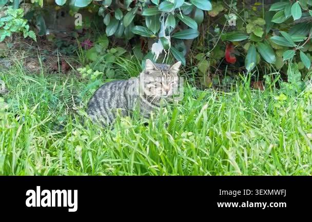 A gray striped tabby cat sitting alert in tall lush green grass near a ...