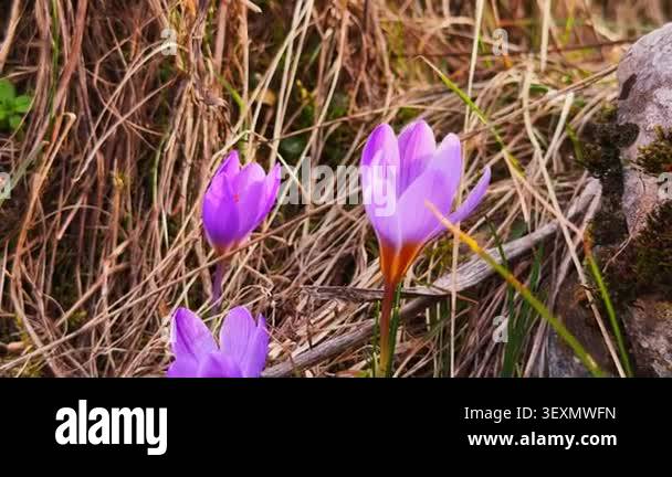 A vivid purple crocus flower with orange center blooming through dry ...