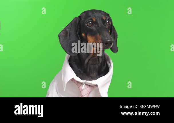 A black dachshund in a white shirt and pink tie sits calmly in front of ...