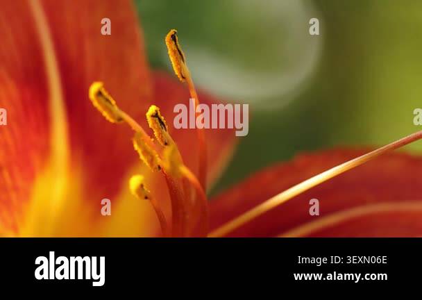 A cinematic slow-motion macro shot focusing on the delicate orange ...