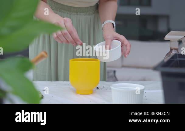 Woman sows seeds from small white bowl into yellow flower pot. Concept ...