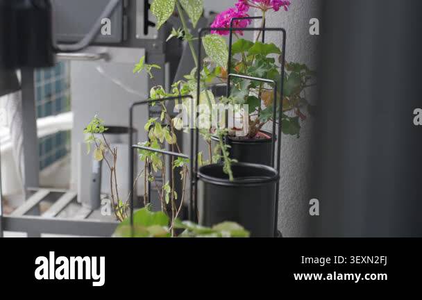 Hand waters potted plants on terrace with black watering can. Concept ...