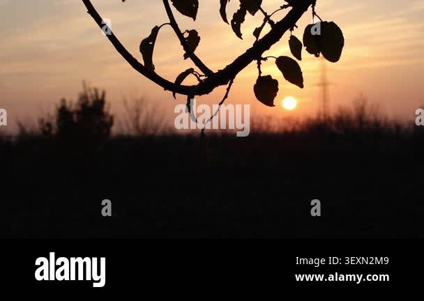 Dramatic sunset with silhouetted tree branch against colorful evening ...