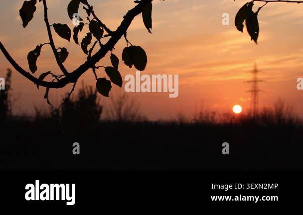 Dramatic sunset with silhouetted tree branch against colorful evening ...