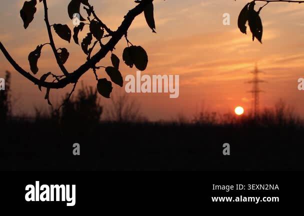 Dramatic sunset with silhouetted tree branch against colorful evening ...