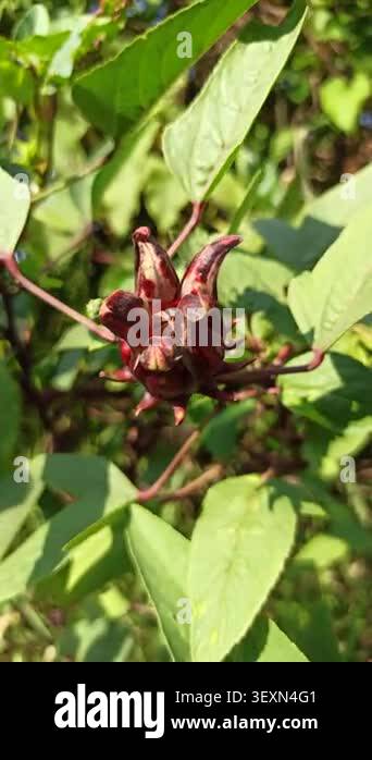 Bright red roselle calyces (Hibiscus sabdariffa) displaying vibrant ...