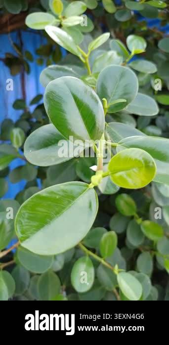Healthy Ficus microcarpa leaves displaying glossy green foliage and ...