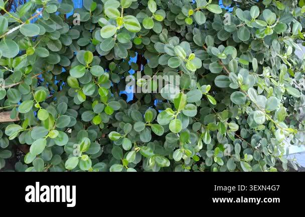 Healthy Ficus microcarpa leaves displaying glossy green foliage and ...