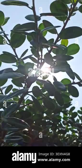Healthy Ficus microcarpa leaves displaying glossy green foliage and ...