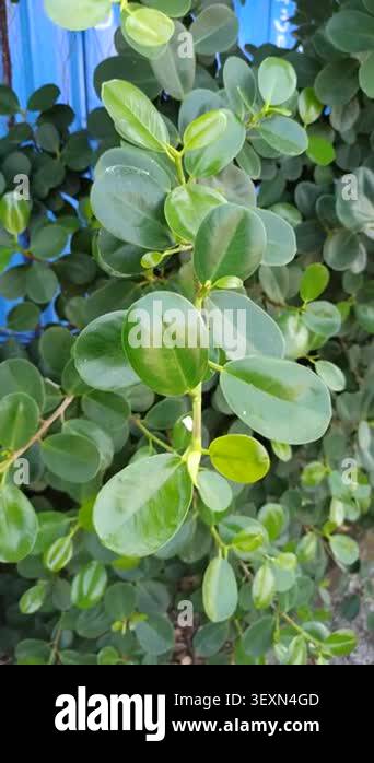 Healthy Ficus microcarpa leaves displaying glossy green foliage and ...