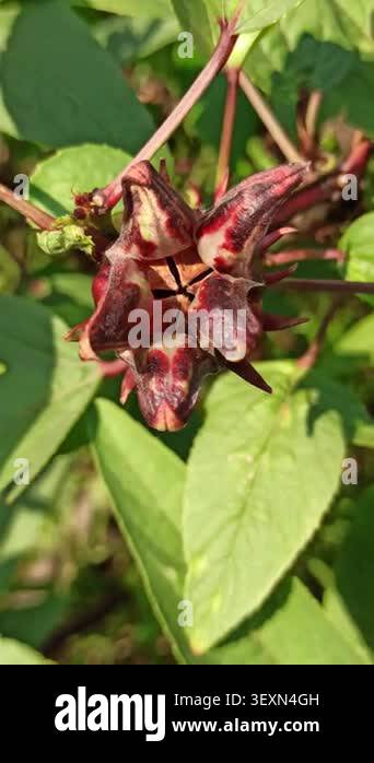 Bright red roselle calyces (Hibiscus sabdariffa) displaying vibrant ...