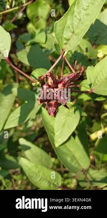 Bright red roselle calyces (Hibiscus sabdariffa) displaying vibrant ...