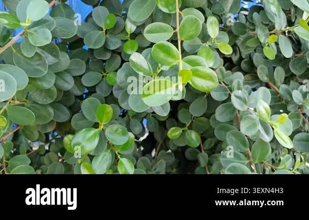 Healthy Ficus microcarpa leaves displaying glossy green foliage and ...