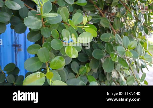 Healthy Ficus microcarpa leaves displaying glossy green foliage and ...