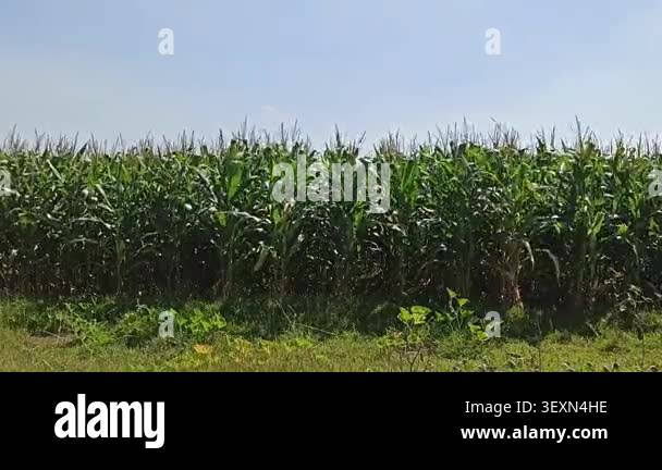Corn plants entering the flowering stage in a fertile agricultural ...