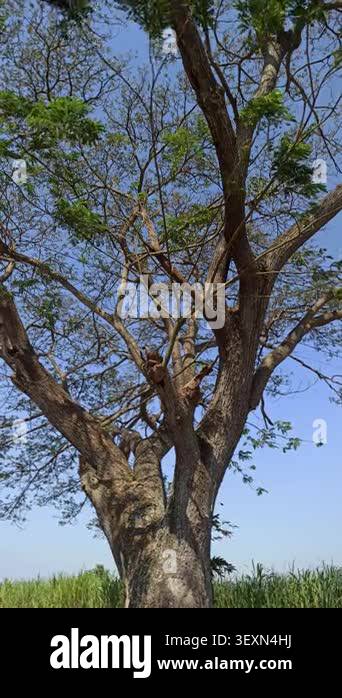 A large rain tree (Samanea saman), commonly known as trembesi, growing ...