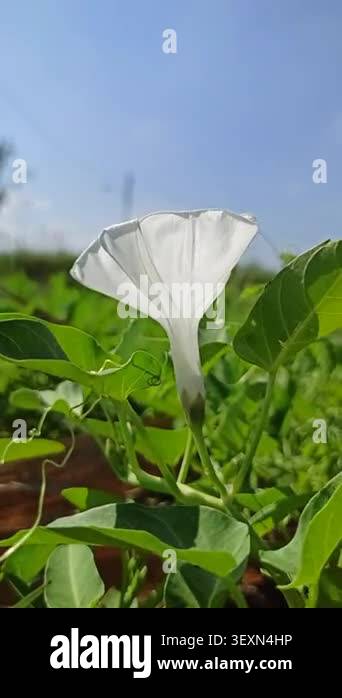 Beautiful white flowers of water spinach (Ipomoea aquatica) blooming ...